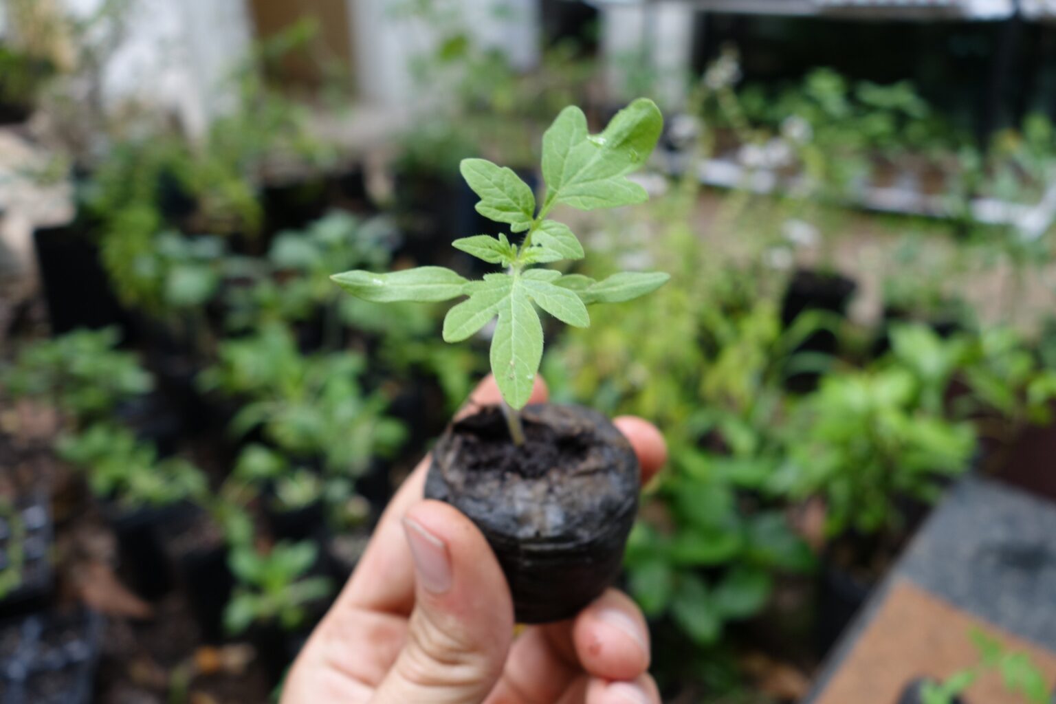 Como fazer mudas de plantas? » Yes We Grow